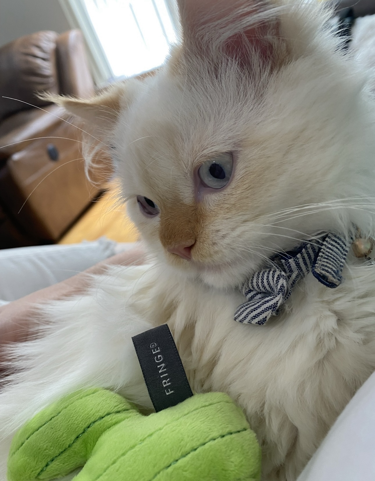 Cats – Windmills of My Mind